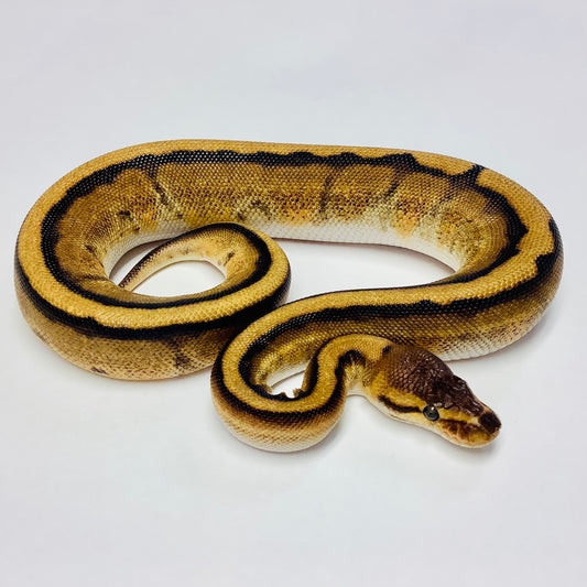 Genetic Stripe Ball Python by BHB Reptiles - MorphMarket