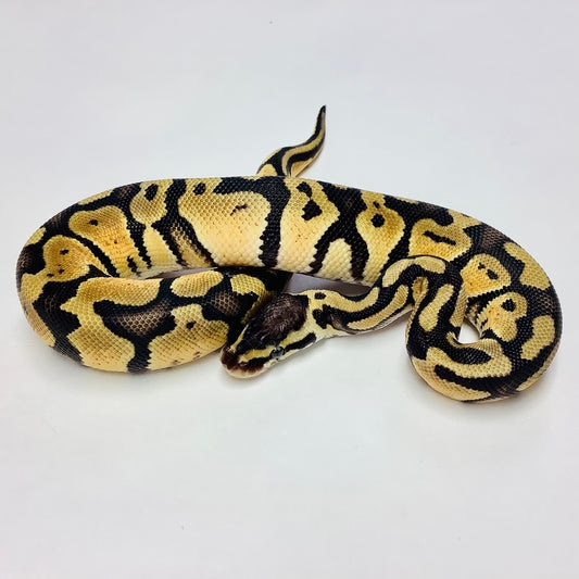 Pastel Ball Python by BHB Reptiles - MorphMarket