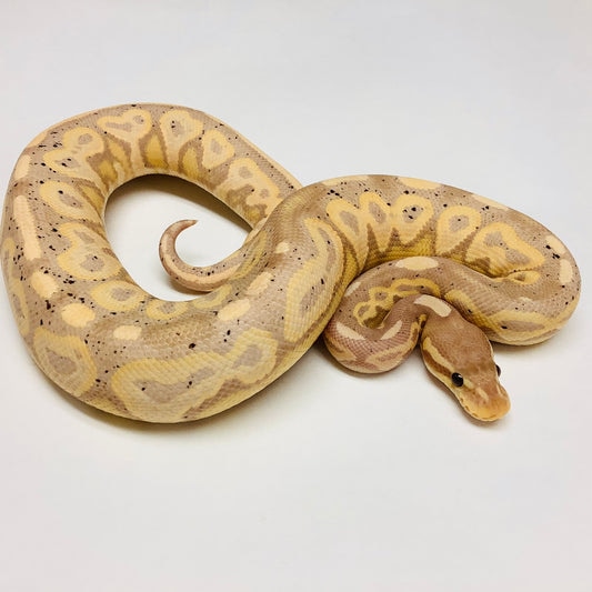 Banana Cinnamon Ball Python by BHB Reptiles