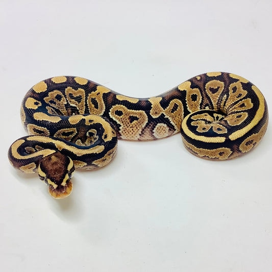 Spark Ball Python by BHB Reptiles - MorphMarket