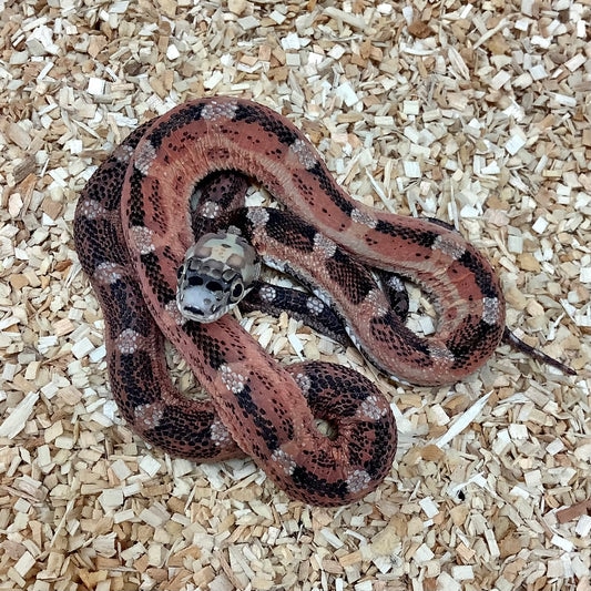 Scaleless Western Rat Snake by BHB Reptiles - MorphMarket