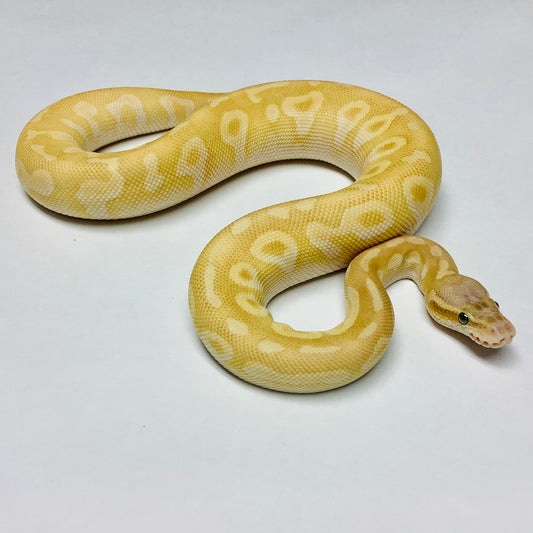 Pastel Crystal Ball Python by BHB Reptiles - MorphMarket