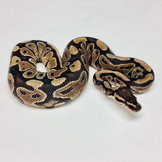 Spector Ball Python by BHB Reptiles - MorphMarket