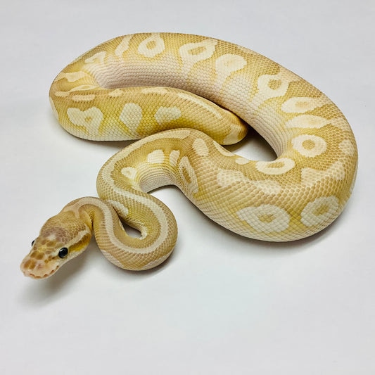 Pastel Crystal Ball Python by BHB Reptiles - MorphMarket
