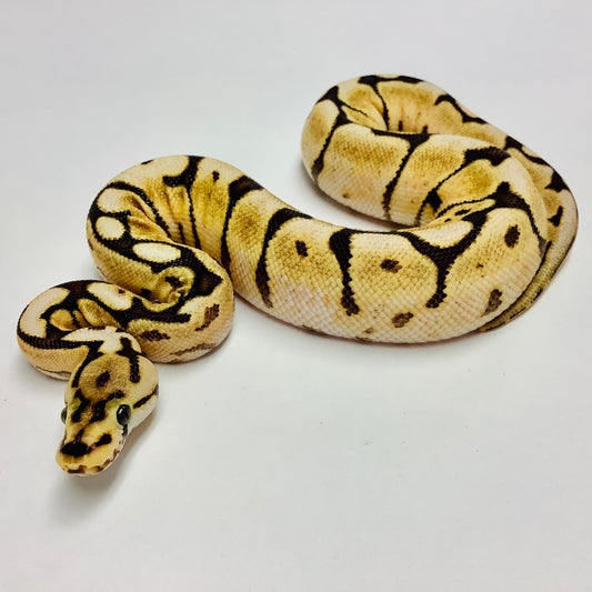 Bumblebee Orange Dream Ball Python by BHB Reptiles - MorphMarket