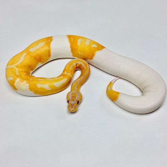Dreamsicle Ball Python by BHB Reptiles - MorphMarket
