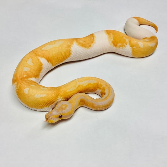 Dreamsicle Ball Python by BHB Reptiles - MorphMarket
