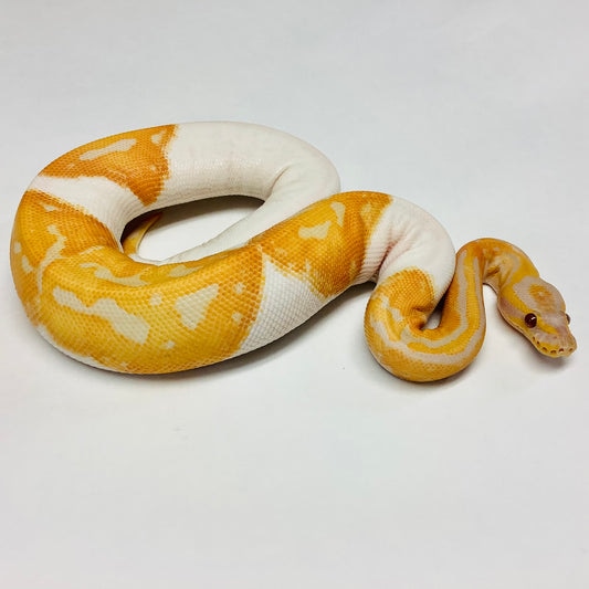 Dreamsicle Ball Python by BHB Reptiles - MorphMarket