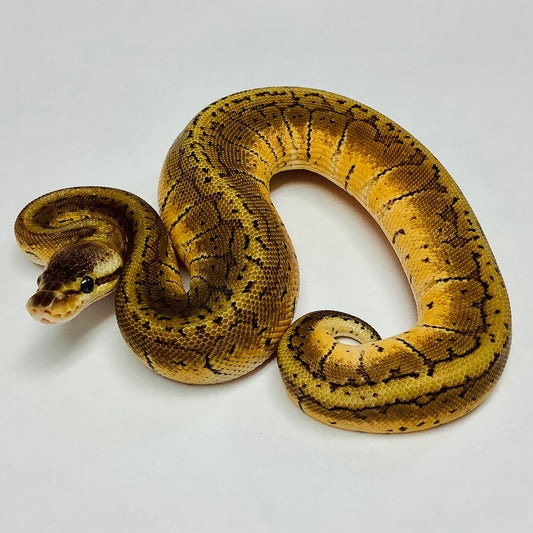 Lemonblast Ball Python by BHB Reptiles - MorphMarket