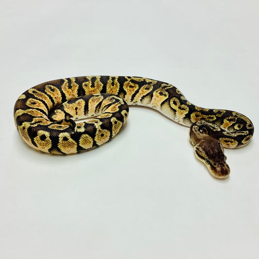 Pastel Het Russo Ball Python by BHB Reptiles - MorphMarket