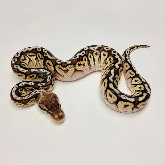 Pastel Russo Hidden Gene Woma Ball Python by BHB Reptiles