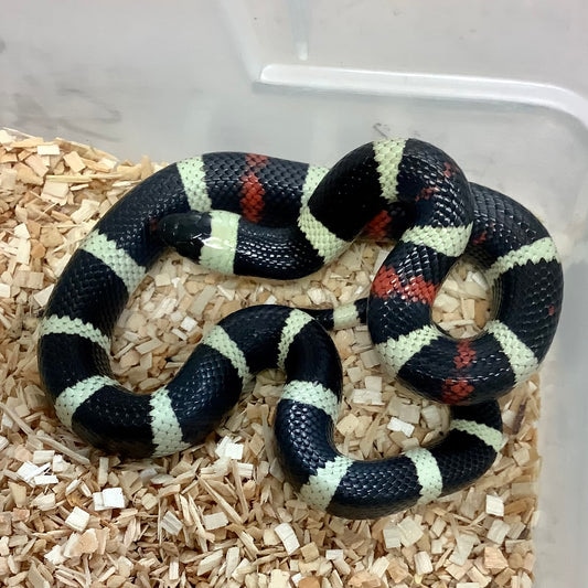 Oreo Pueblan Milk Snake by BHB Reptiles - MorphMarket