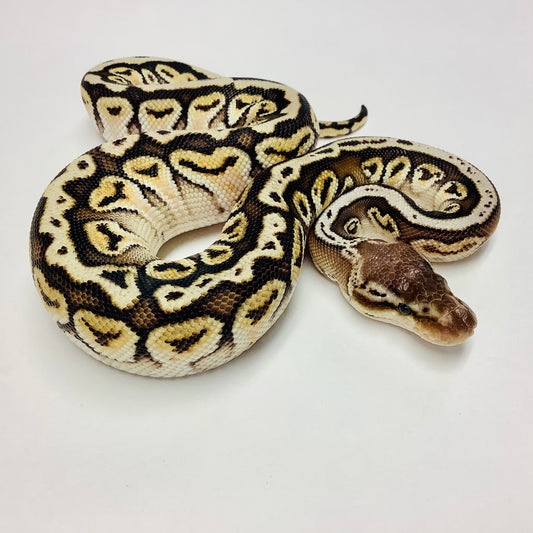 Pastel Lesser Russo Hidden Gene Woma Ball Python by BHB Reptiles