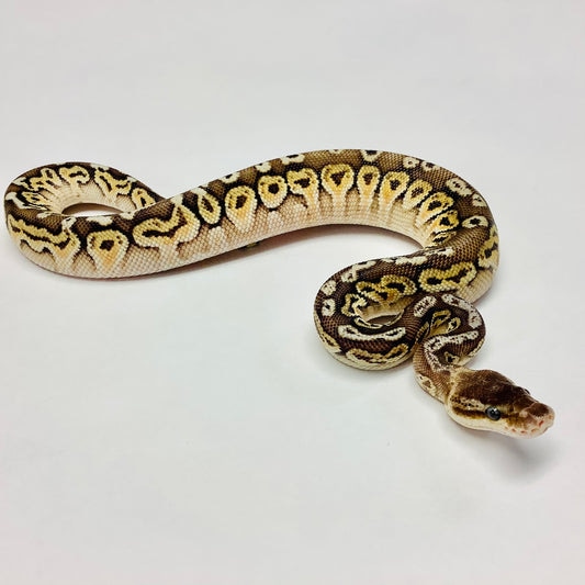 Pastel Lesser Russo Hidden Gene Woma Ball Python by BHB Reptiles