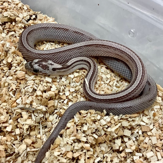 Anerythristic Striped Corn Snake by BHB Reptiles - MorphMarket