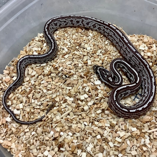 Anerythristic Tessera Corn Snake by BHB Reptiles - MorphMarket