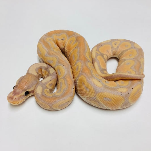 Banana Lori Ball Python by BHB Reptiles - MorphMarket