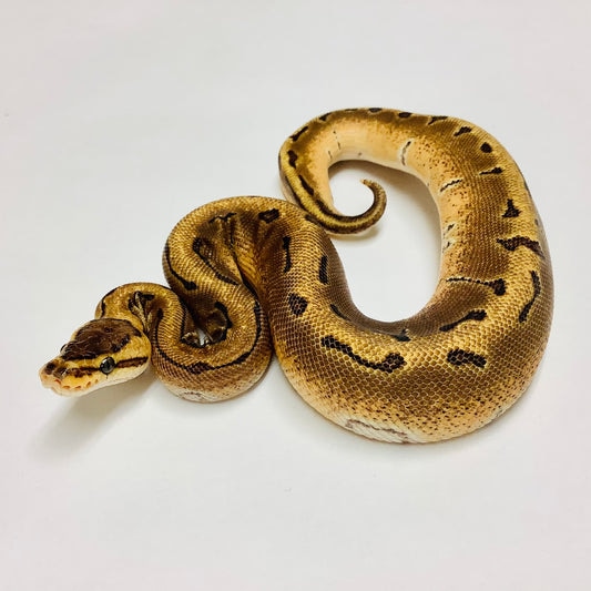 Enchi Pinstripe X-treme Ball Python by BHB Reptiles - MorphMarket