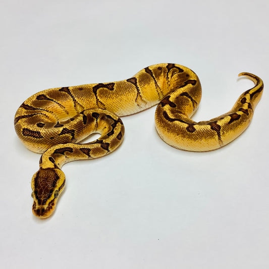 Fire Enchi Pinstripe Yellowbelly X-treme Ball Python by BHB Reptiles ...