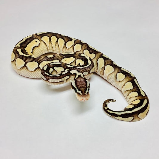 Lesser Het Clown Ball Python by BHB Reptiles - MorphMarket