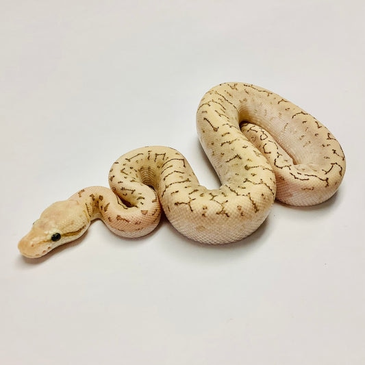 Pastel Vanilla Bamboo Woma Pinstripe Ball Python by BHB Reptiles