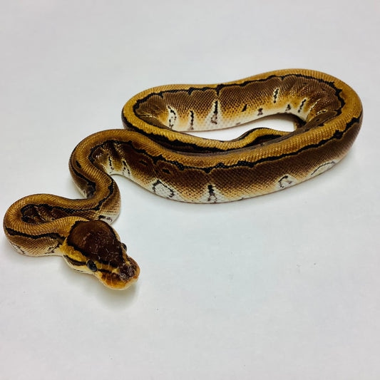 Pinstripe Ball Python by BHB Reptiles