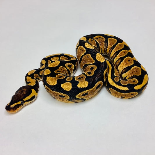 YellowBelly Ball Python by BHB Reptiles - MorphMarket