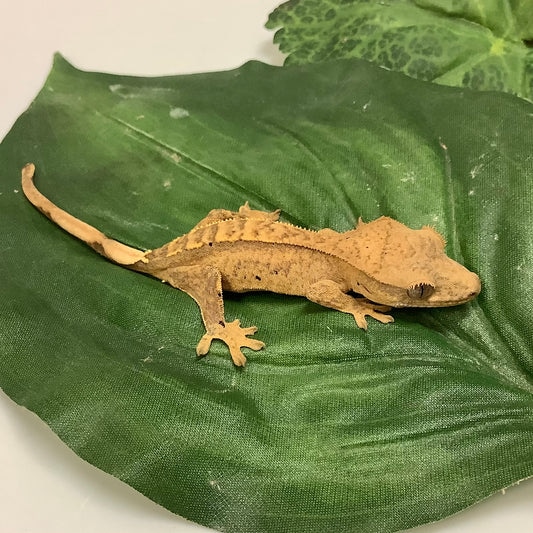 Yellow Phantom Pinstripe Dalmatian- Crested Gecko by BHB Reptiles ...