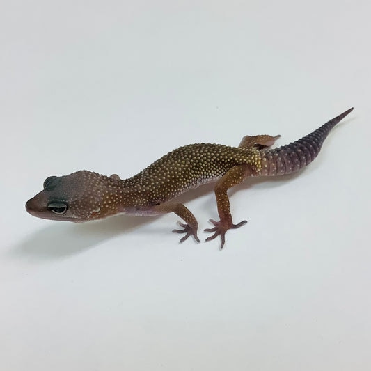 Dark Murphy Patternless Leopard Gecko by BHB Reptiles