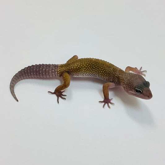Dark Murphy Patternless Leopard Gecko by BHB Reptiles - MorphMarket