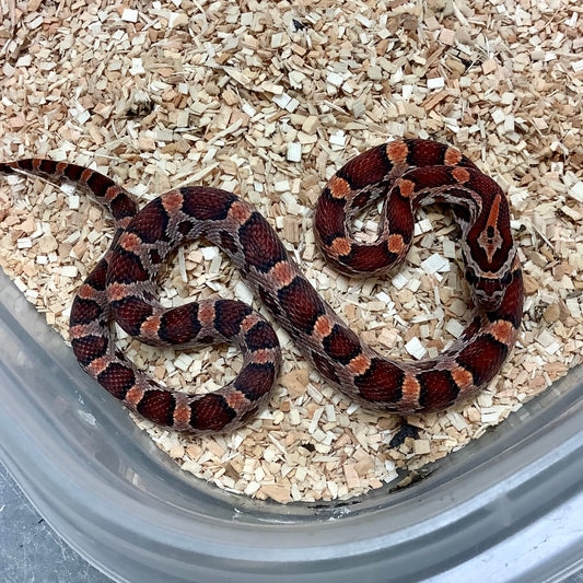 Okeetee Het Scaleless - Corn Snake by BHB Reptiles - MorphMarket