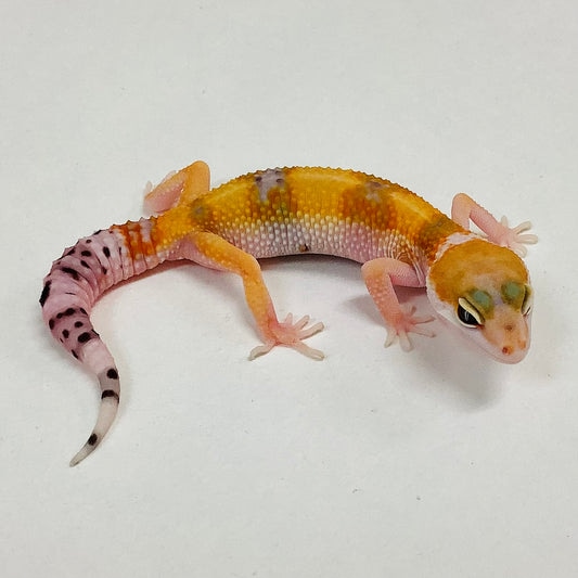 Hypo Tangerine Carrot Tail W/Y Leopard Gecko by BHB Reptiles - MorphMarket
