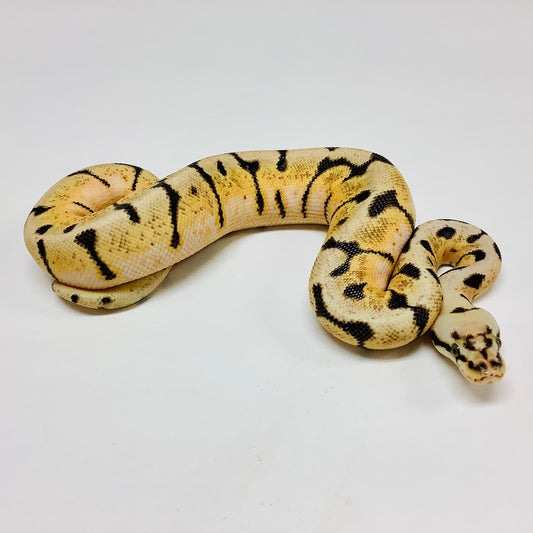 Bumblebee Ball Python by BHB Reptiles - MorphMarket