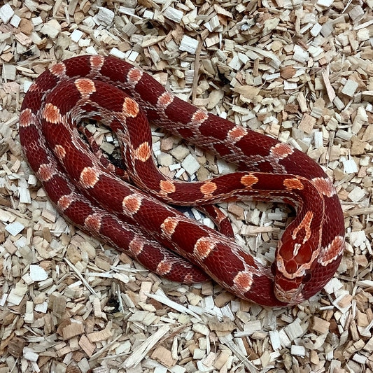 Strawberry Hypo Corn Snake by BHB Reptiles