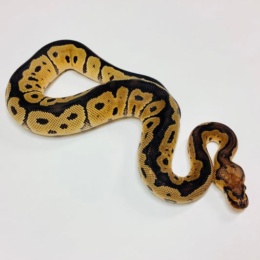 Clown Ball Python by BHB Reptiles - MorphMarket
