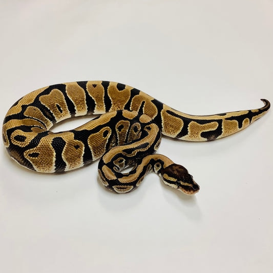 Het Clown Ball Python by BHB Reptiles - MorphMarket