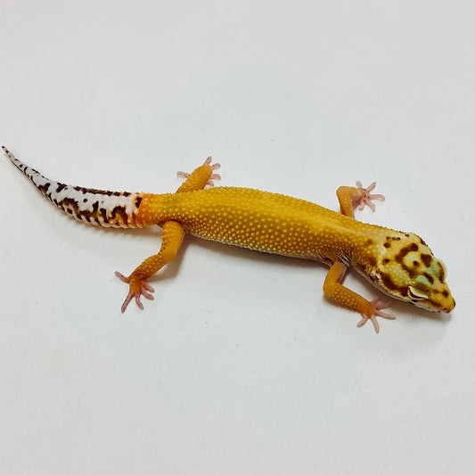 Sunglow Albino Bell Pos Het Eclipse Leopard Gecko by BHB Reptiles ...