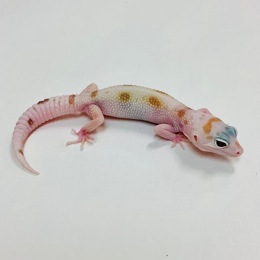 Super Hypo Mack Snow Tremper Albino W/Y Pos Het Eclipse Leopard Gecko ...