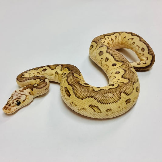 Pastel Lesser Clown Ball Python by BHB Reptiles - MorphMarket
