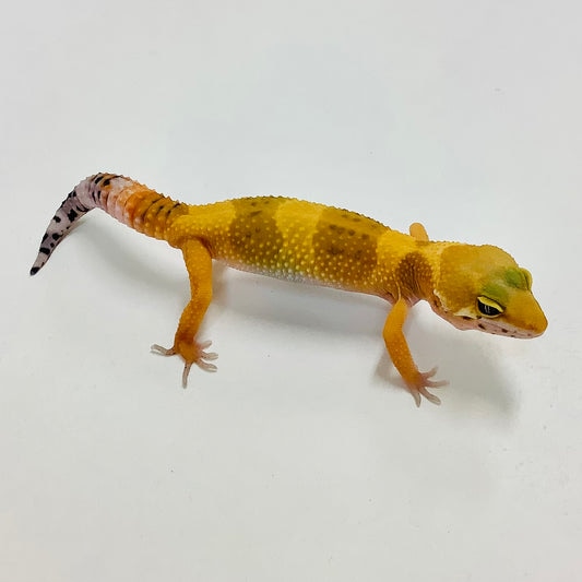Super Hypo Tangerine Carrot Tail Baldy Leopard Gecko by BHB Reptiles