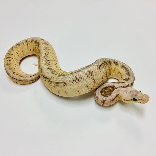 Pastel Woma Pinstripe Ball Python by BHB Reptiles - MorphMarket