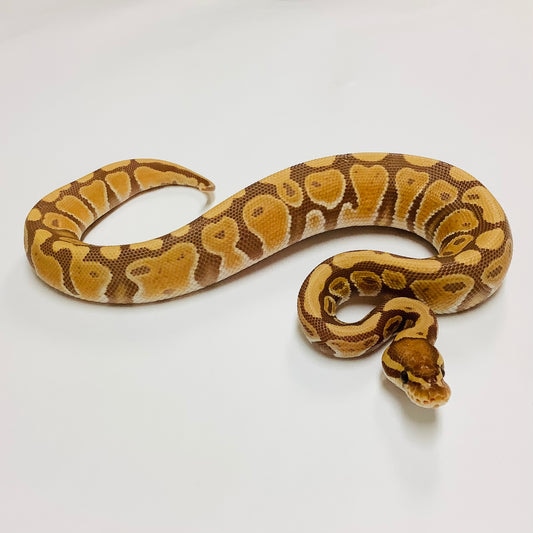 Ultramel Ball Python by BHB Reptiles - MorphMarket