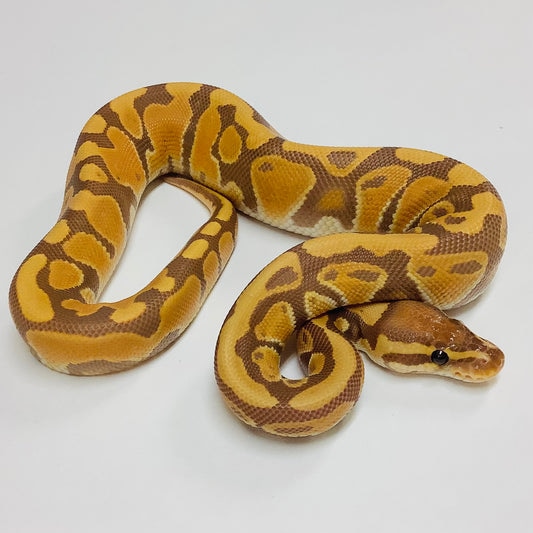 Ultramel Ball Python by BHB Reptiles - MorphMarket