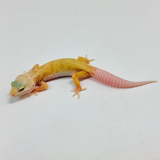 Albino Tremper Murphy Patternless Leopard Gecko by BHB Reptiles