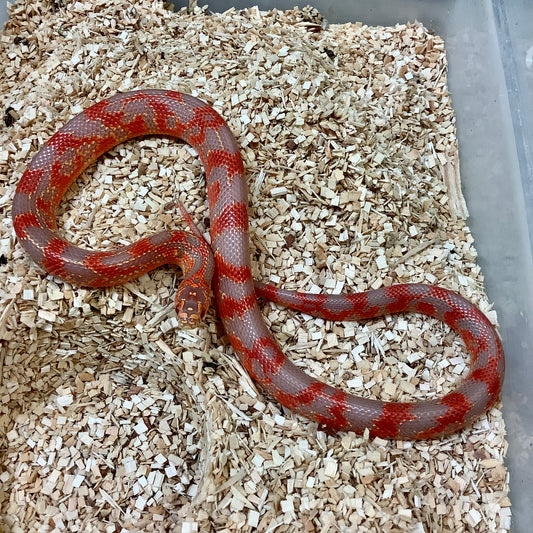 Albino Flame Goini Kingsnake by BHB Reptiles