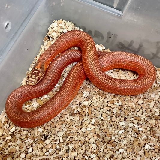 Albino Flame Goini Kingsnake by BHB Reptiles - MorphMarket