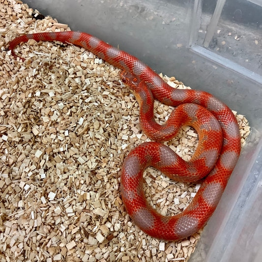 Albino Flame Goini Kingsnake by BHB Reptiles - MorphMarket