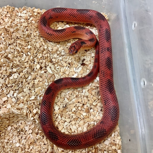 Flame Goini Kingsnake by BHB Reptiles - MorphMarket