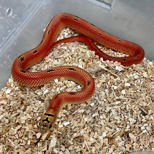 Flame Goini Kingsnake by BHB Reptiles - MorphMarket