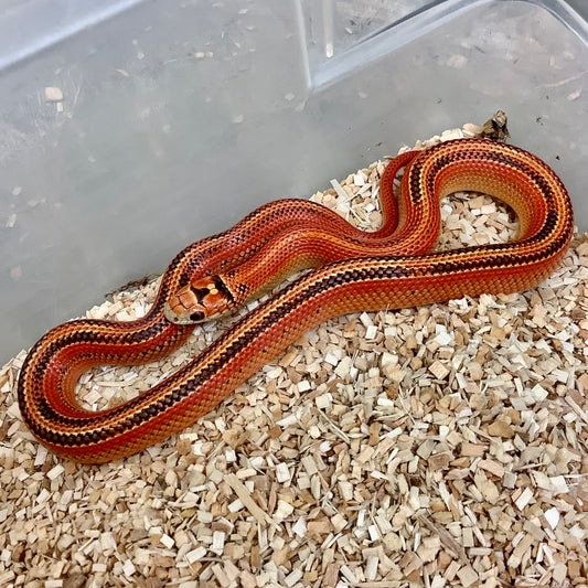 Flame Goini Kingsnake by BHB Reptiles - MorphMarket